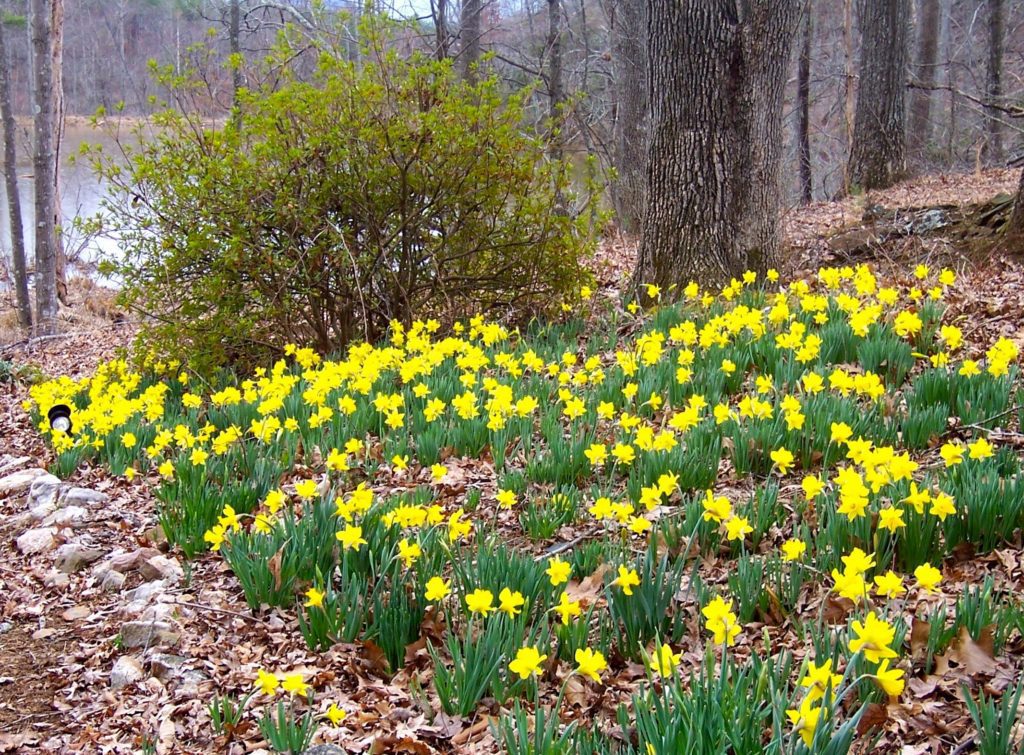 The Proper Care of Daffodils - Ruppert Landscape